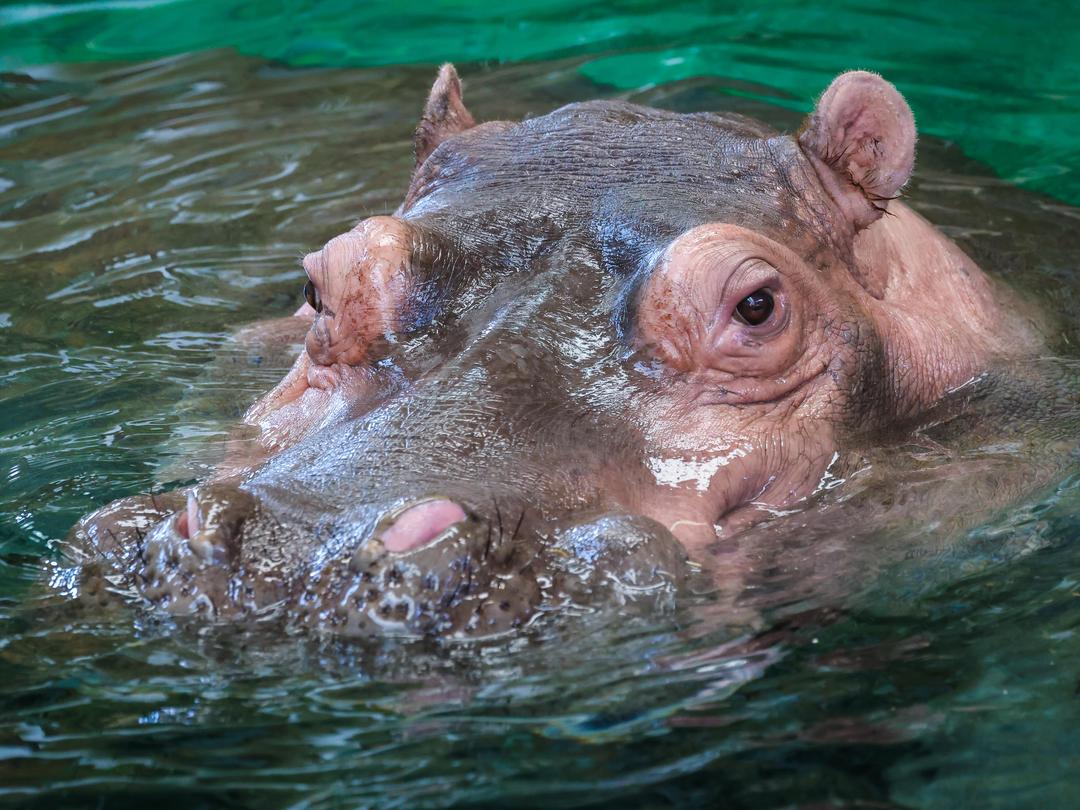 Corporate Partnerships - Wilder Institute/Calgary Zoo