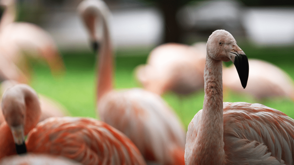 Fundraise for Wildlife - Wilder Institute/Calgary Zoo