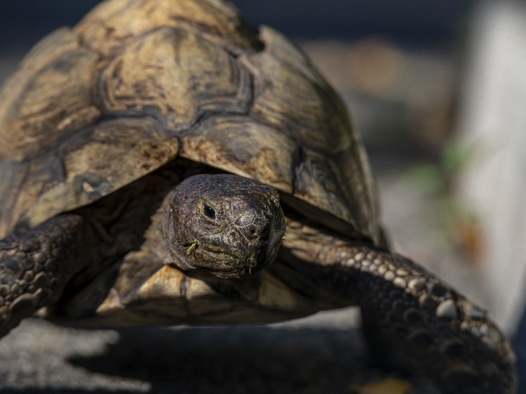 Leopard Tortoises - Wilder Institute/Calgary Zoo