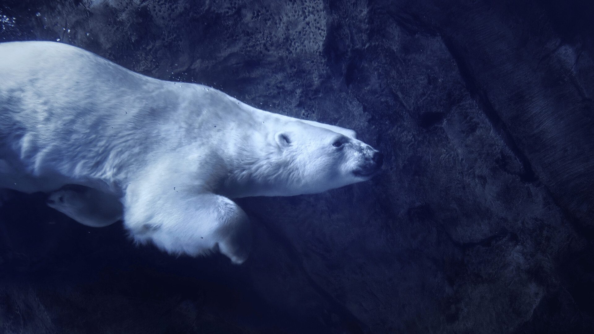 The Calgary Zoo - Wilder Institute/Calgary Zoo