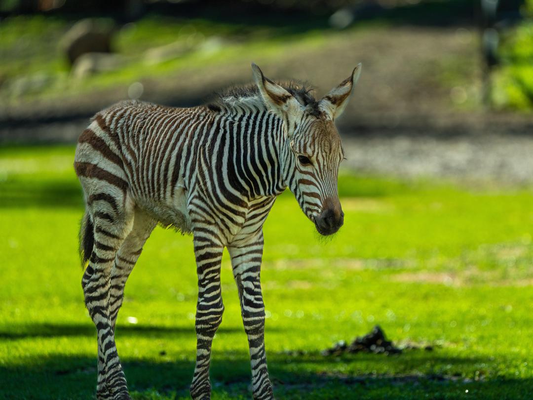 A Welcome Addition to the Dazzle - Wilder Institute/Calgary Zoo