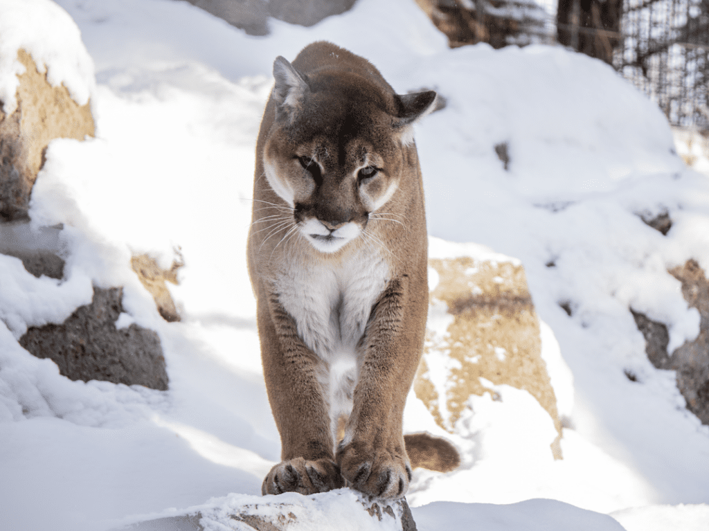 Wild Canada - Wilder Institute/Calgary Zoo