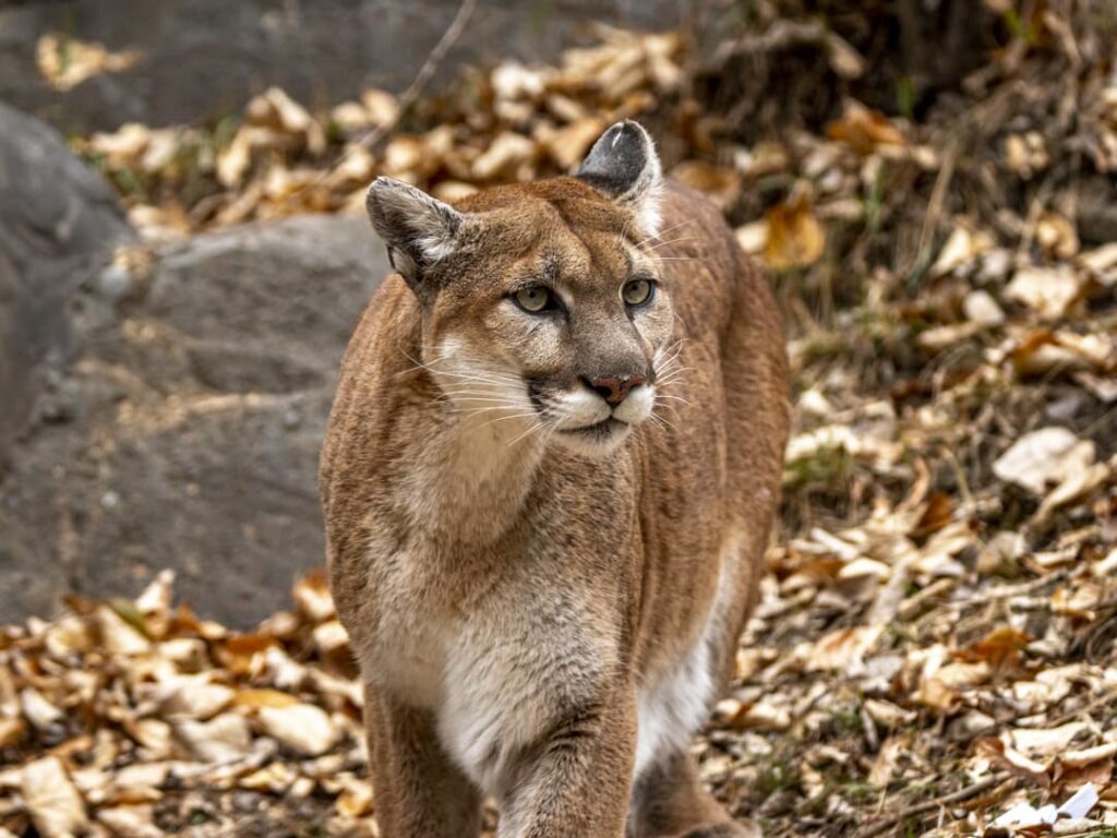 Animals at the Calgary Zoo - Wilder Institute/Calgary Zoo