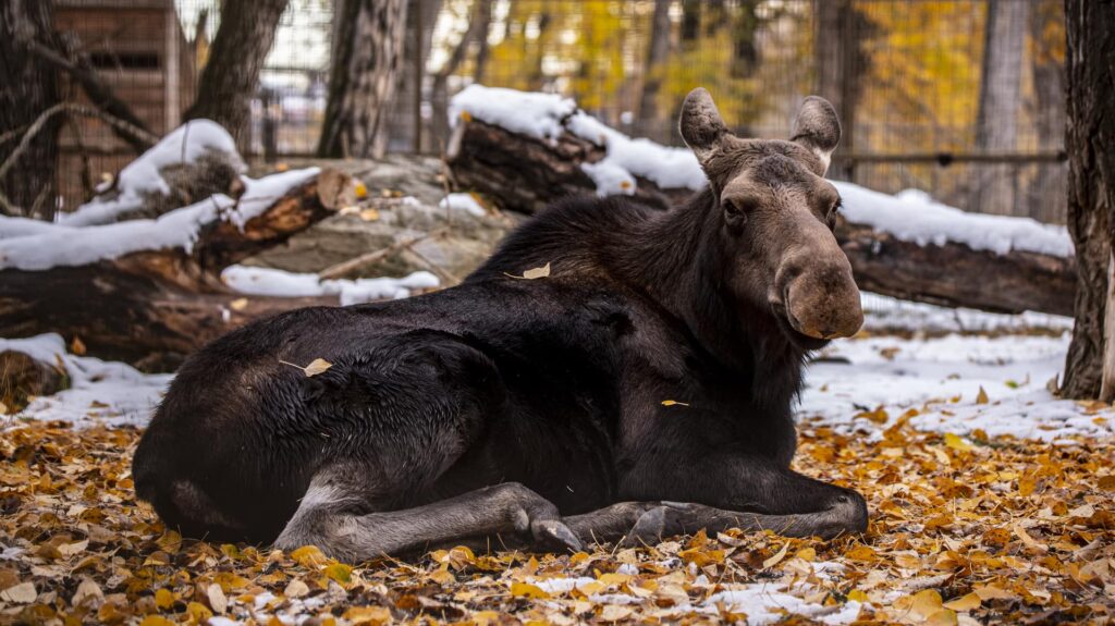 Animals at the Calgary Zoo - Wilder Institute/Calgary Zoo
