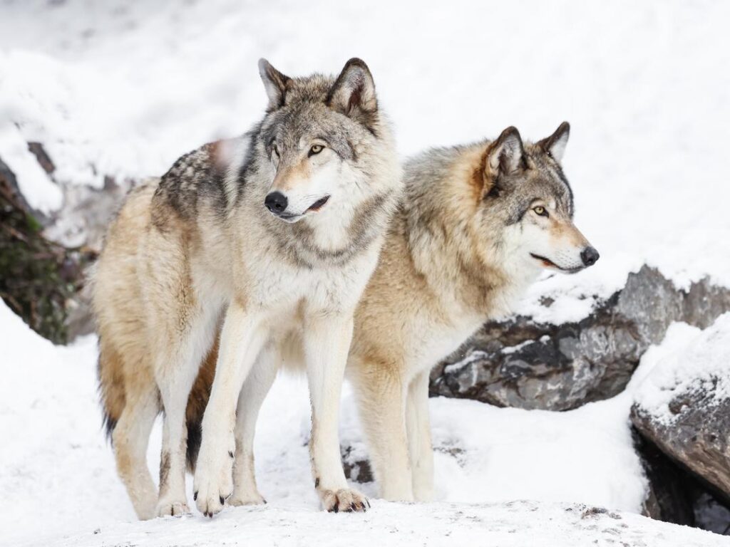 Animals at the Calgary Zoo - Wilder Institute/Calgary Zoo