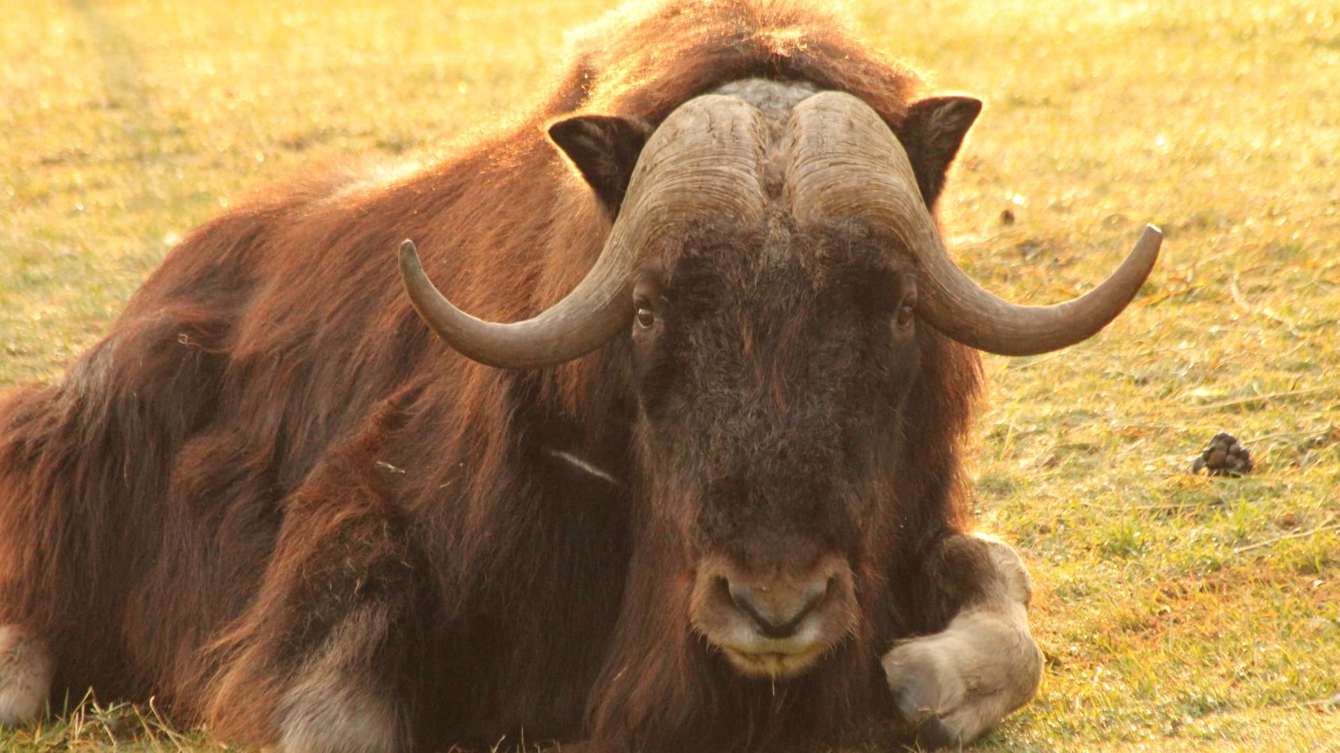 Muskoxen - Wilder Institute/Calgary Zoo