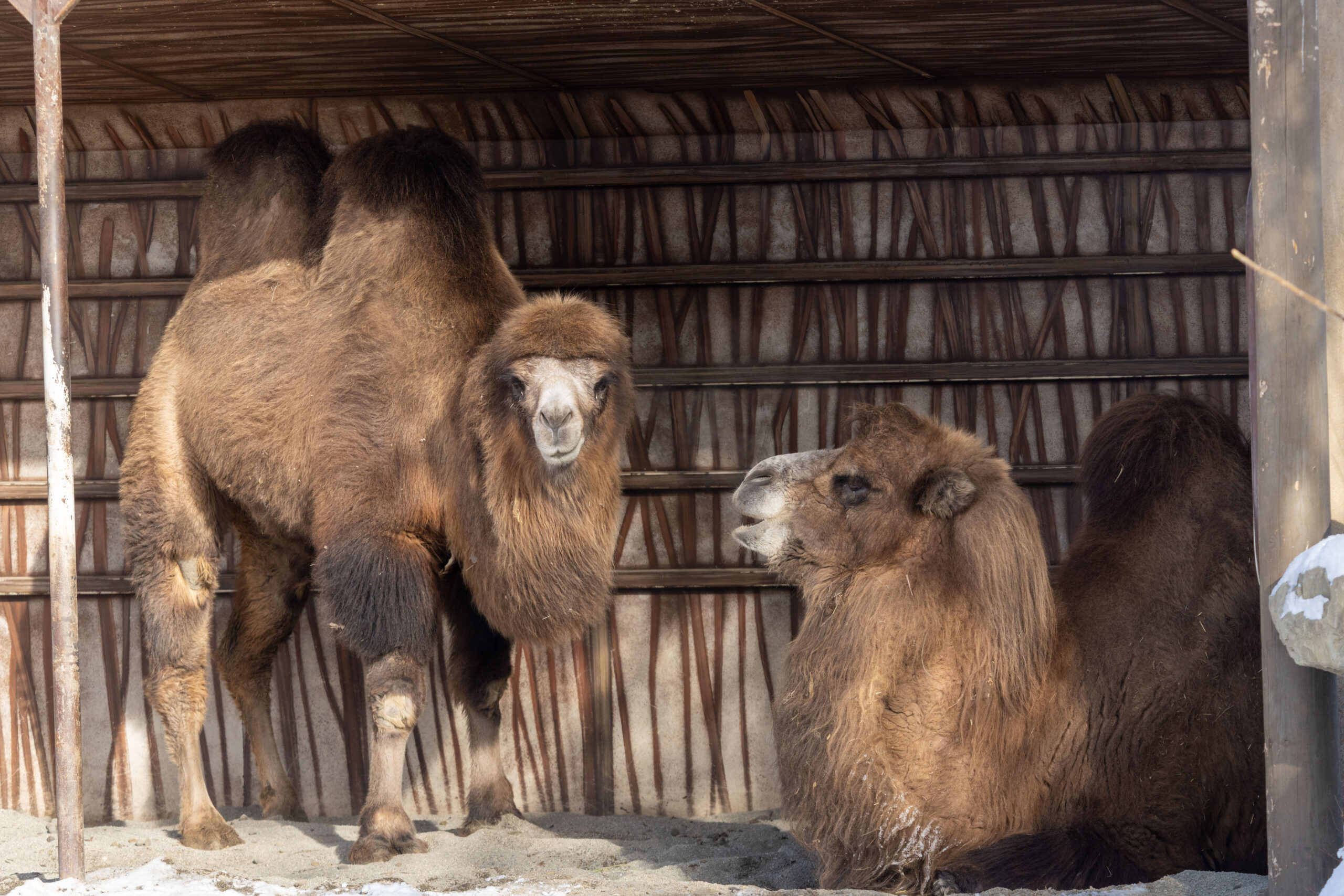 Bactrian Camels Habitat