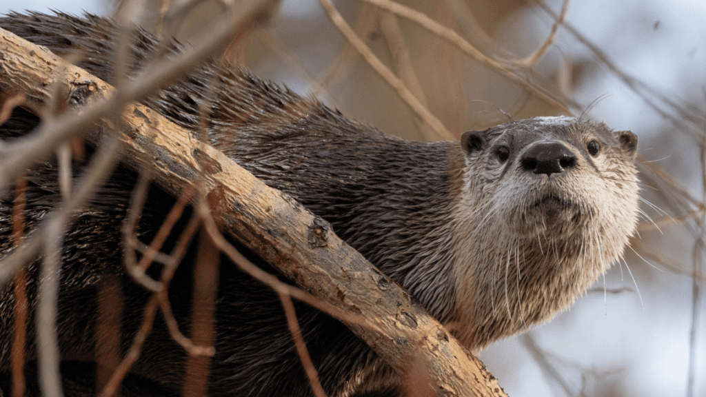 Alberta Biodiversity Festival - Wilder Institute/Calgary Zoo