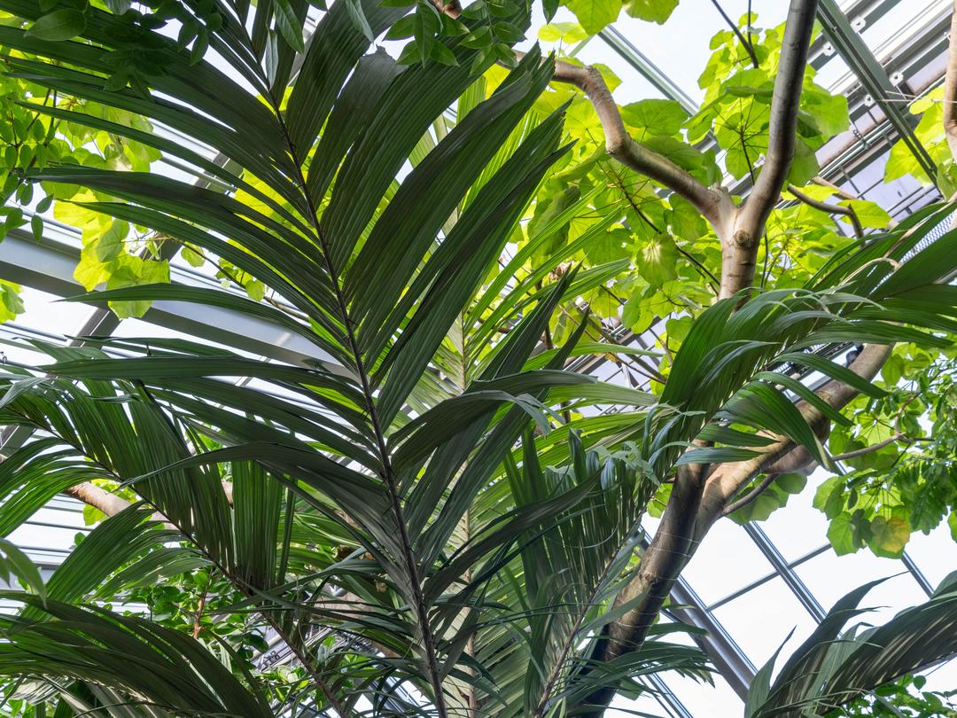 Choco Palm - Wilder Institute/Calgary Zoo