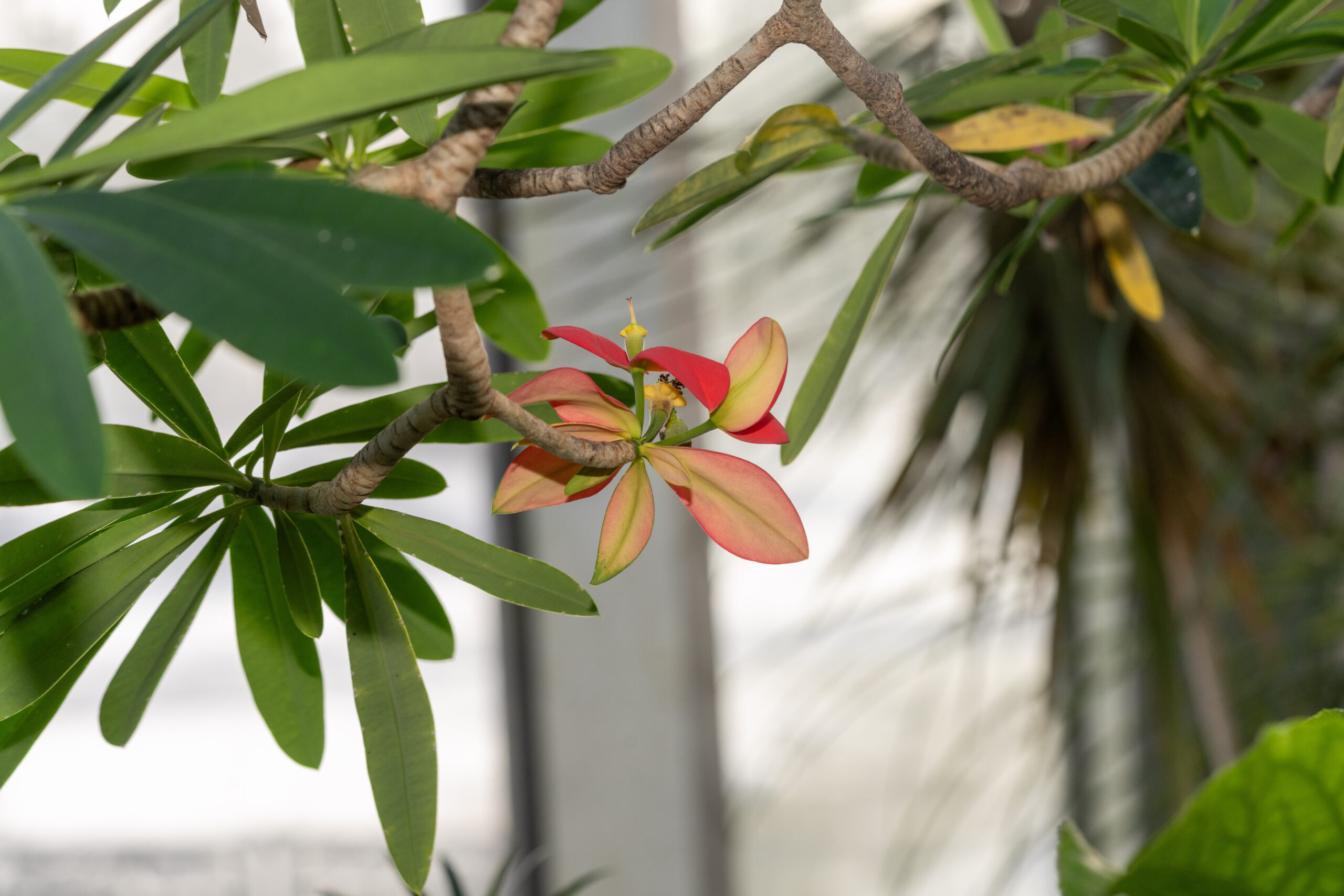 Jamaican Poinsettia - Wilder Institute/Calgary Zoo