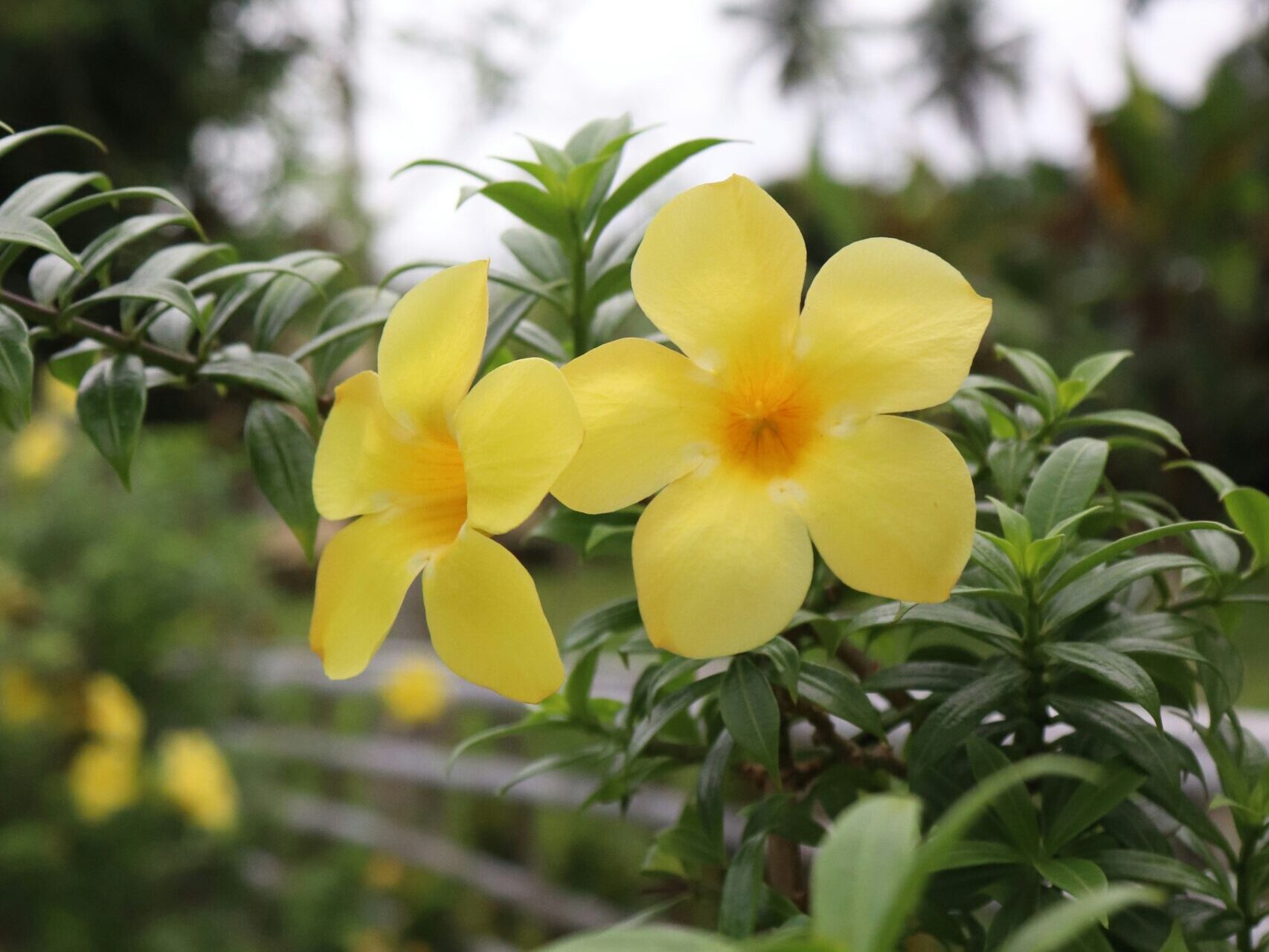 Allamanda Bush and Vine - Wilder Institute/Calgary Zoo