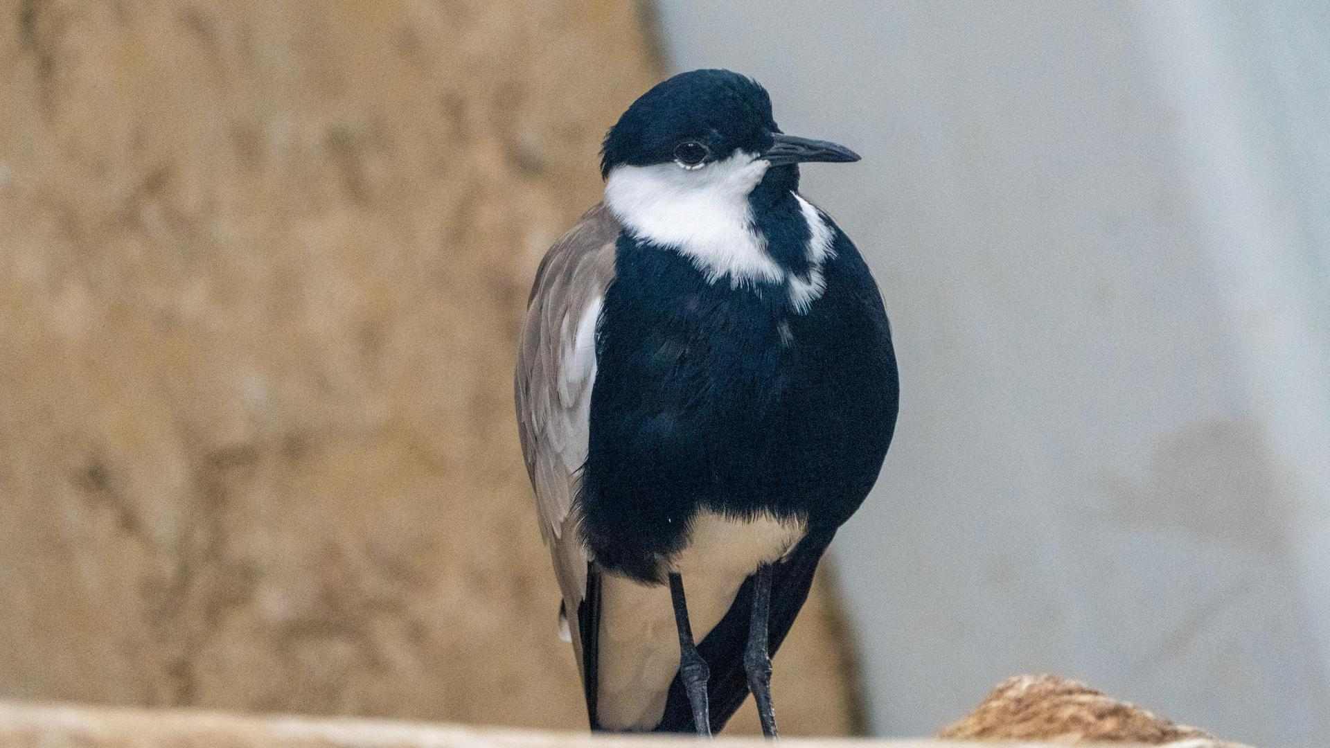 Spur-Winged Lapwings - Wilder Institute/Calgary Zoo