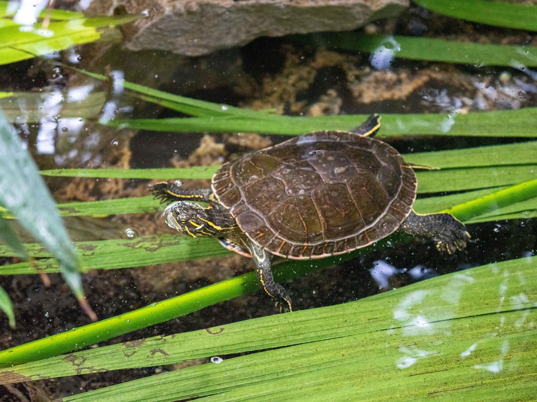 Western Painted Turtles - Wilder Institute/Calgary Zoo