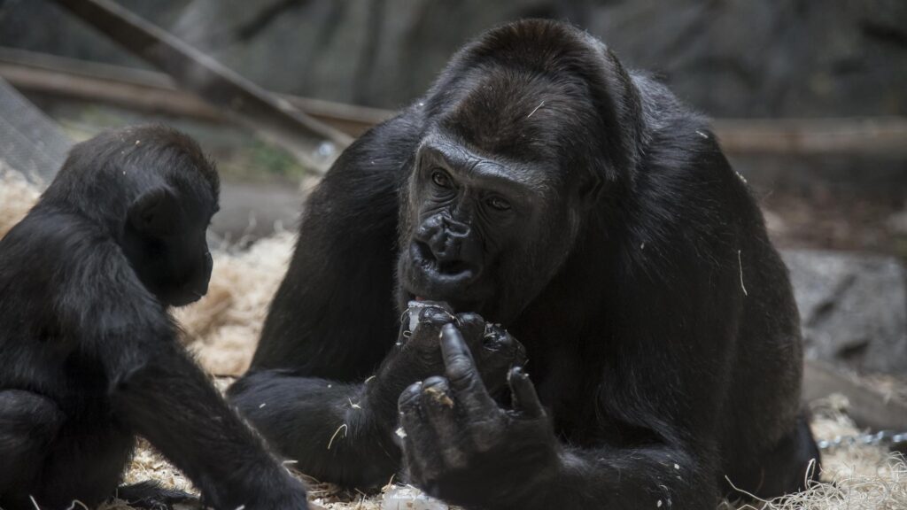 Plan Your Visit - Wilder Institute/Calgary Zoo