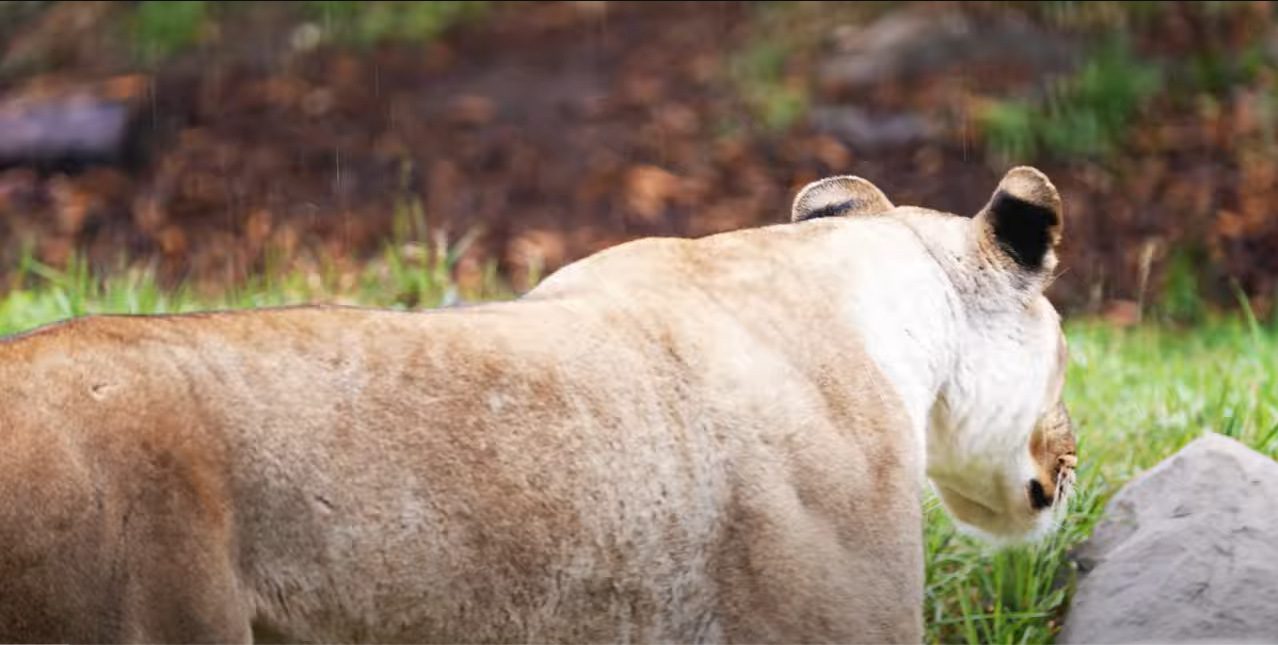 The Calgary Zoo - Wilder Institute/Calgary Zoo