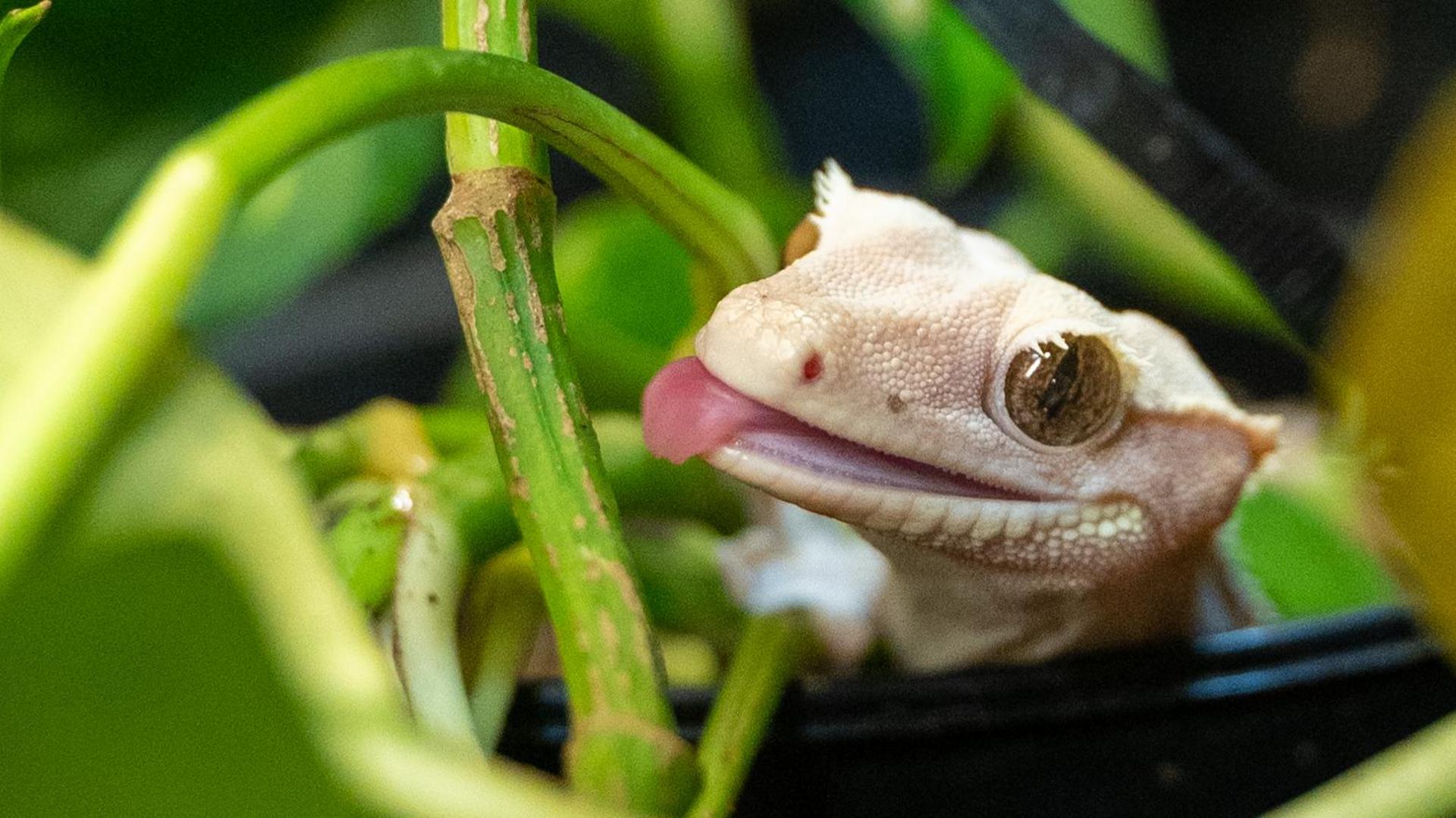 Crested Geckos - Wilder Institute/Calgary Zoo