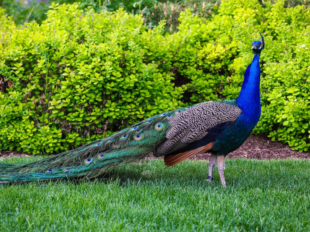 Blue Peafowl - Wilder Institute/Calgary Zoo