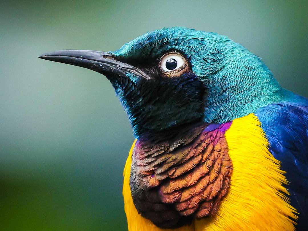 Golden-Breasted Starlings - Wilder Institute/Calgary Zoo