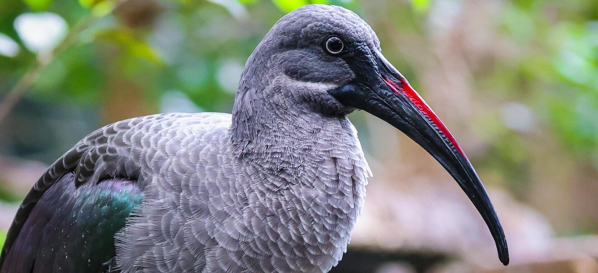 Hadada Ibis - Wilder Institute/Calgary Zoo