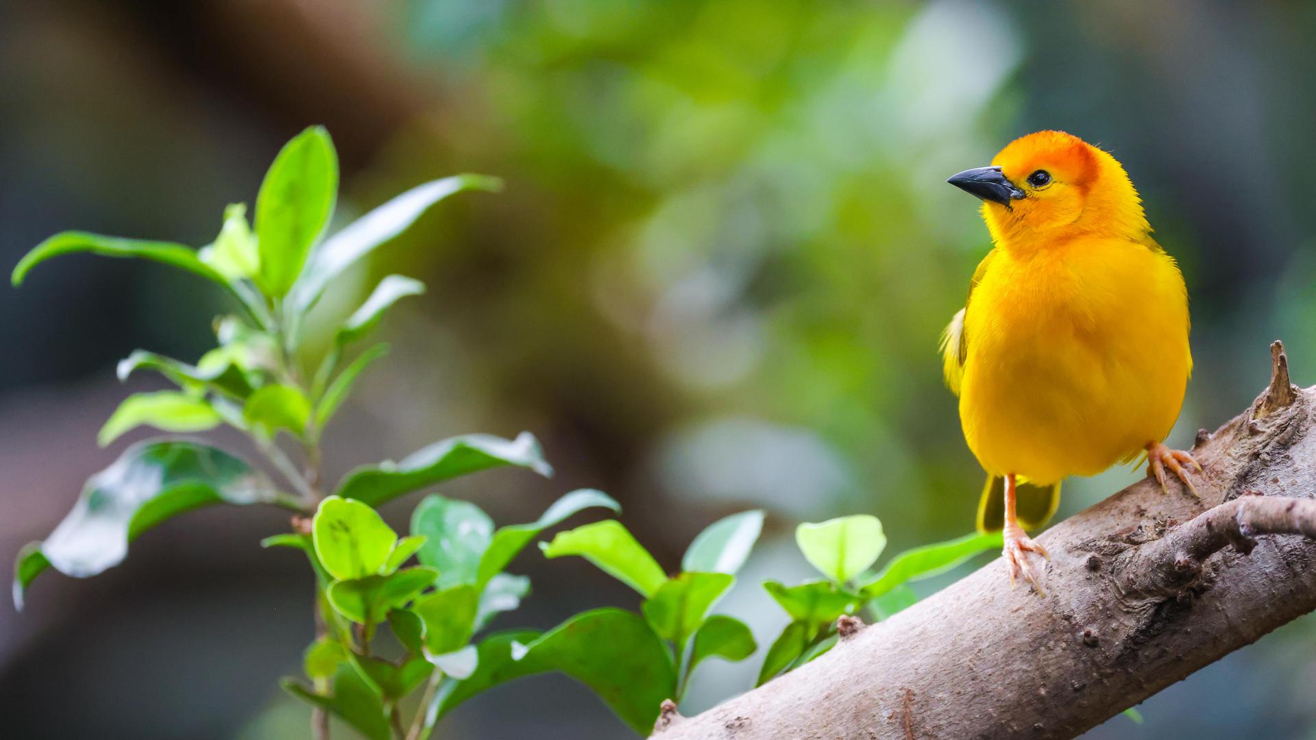 Taveta Golden Weavers - Wilder Institute/Calgary Zoo
