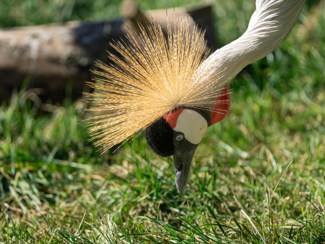 East African Grey Crowned Cranes - Wilder Institute/Calgary Zoo