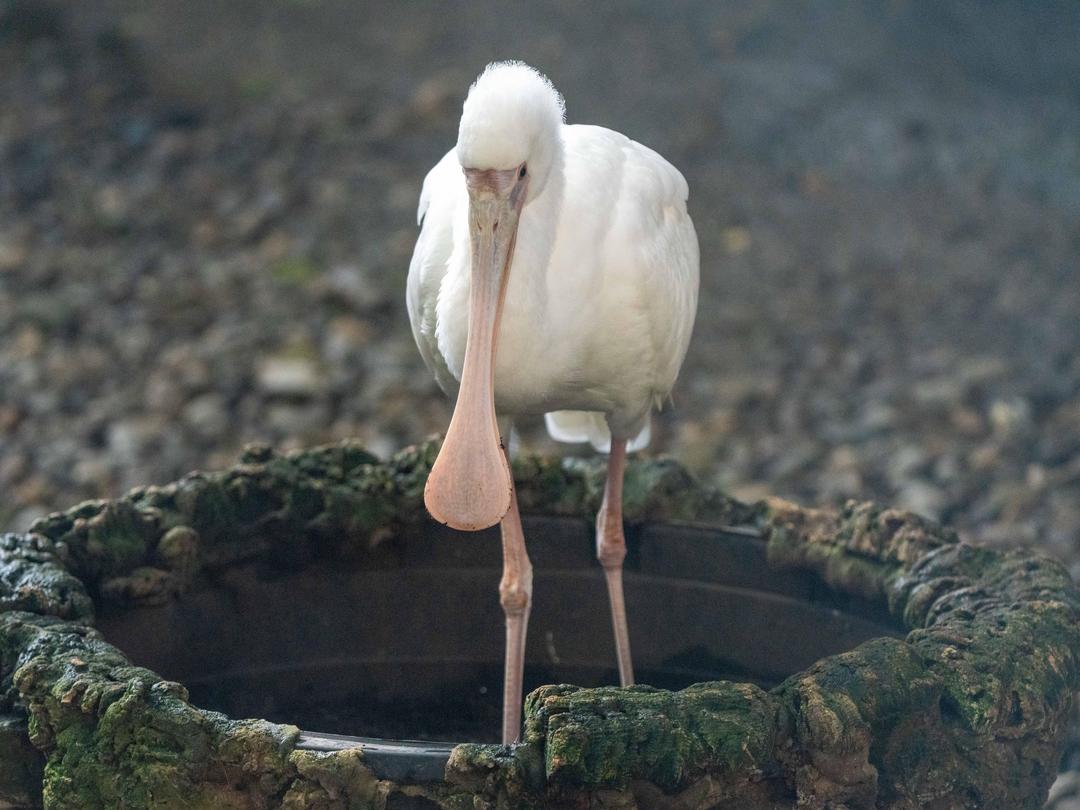 African Spoonbills - Wilder Institute/Calgary Zoo