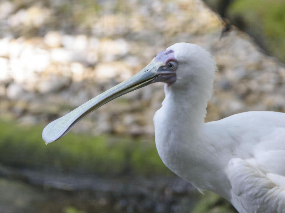 African Spoonbills - Wilder Institute/Calgary Zoo