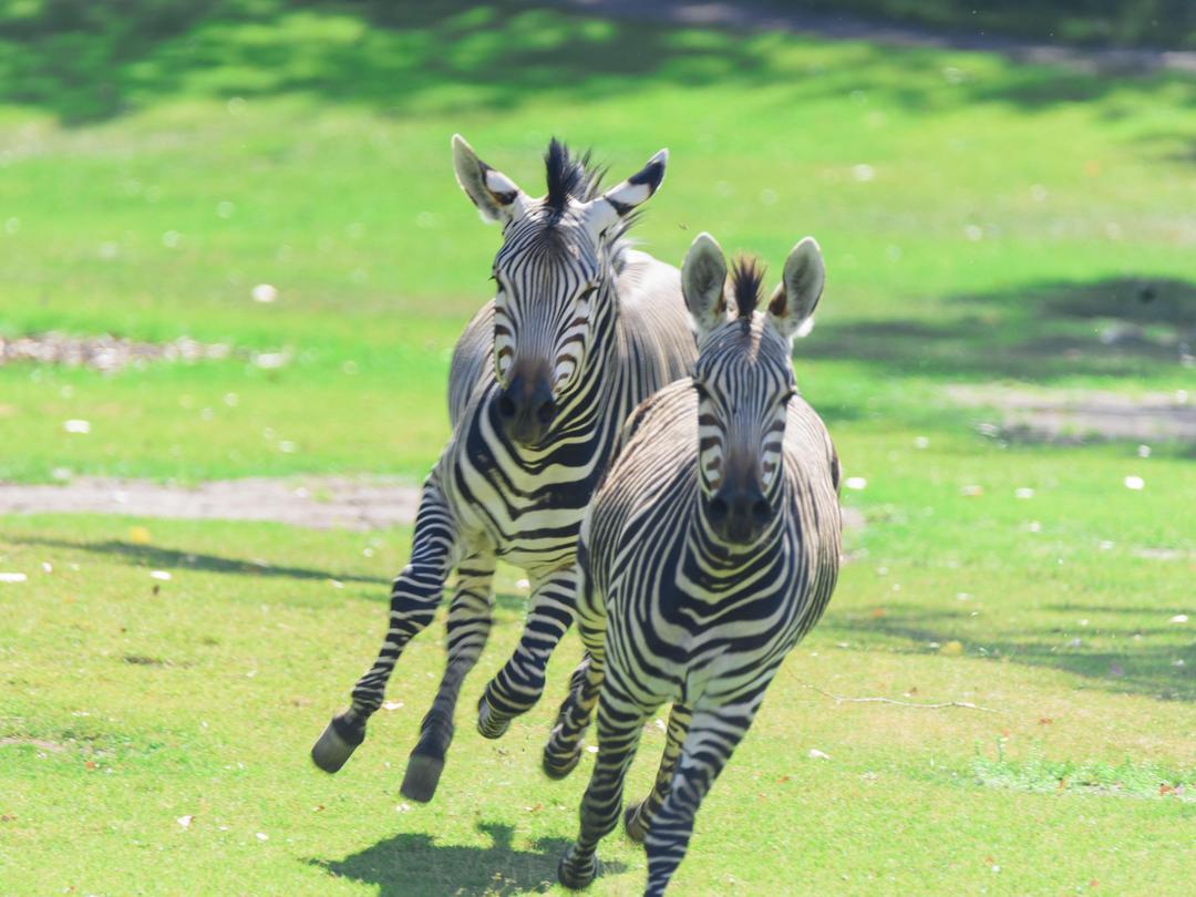 Hartmann's Mountain Zebras - Wilder Institute/Calgary Zoo