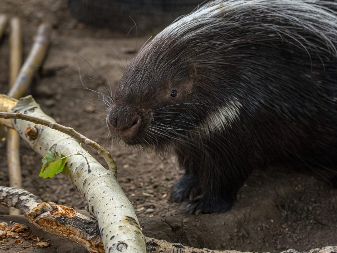 African Crested Porcupines - Wilder Institute/Calgary Zoo