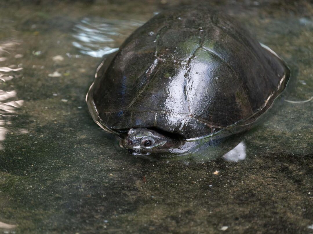 East African Mud Turtles - Wilder Institute/Calgary Zoo