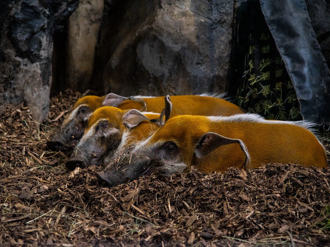 Red River Hogs - Wilder Institute/Calgary Zoo
