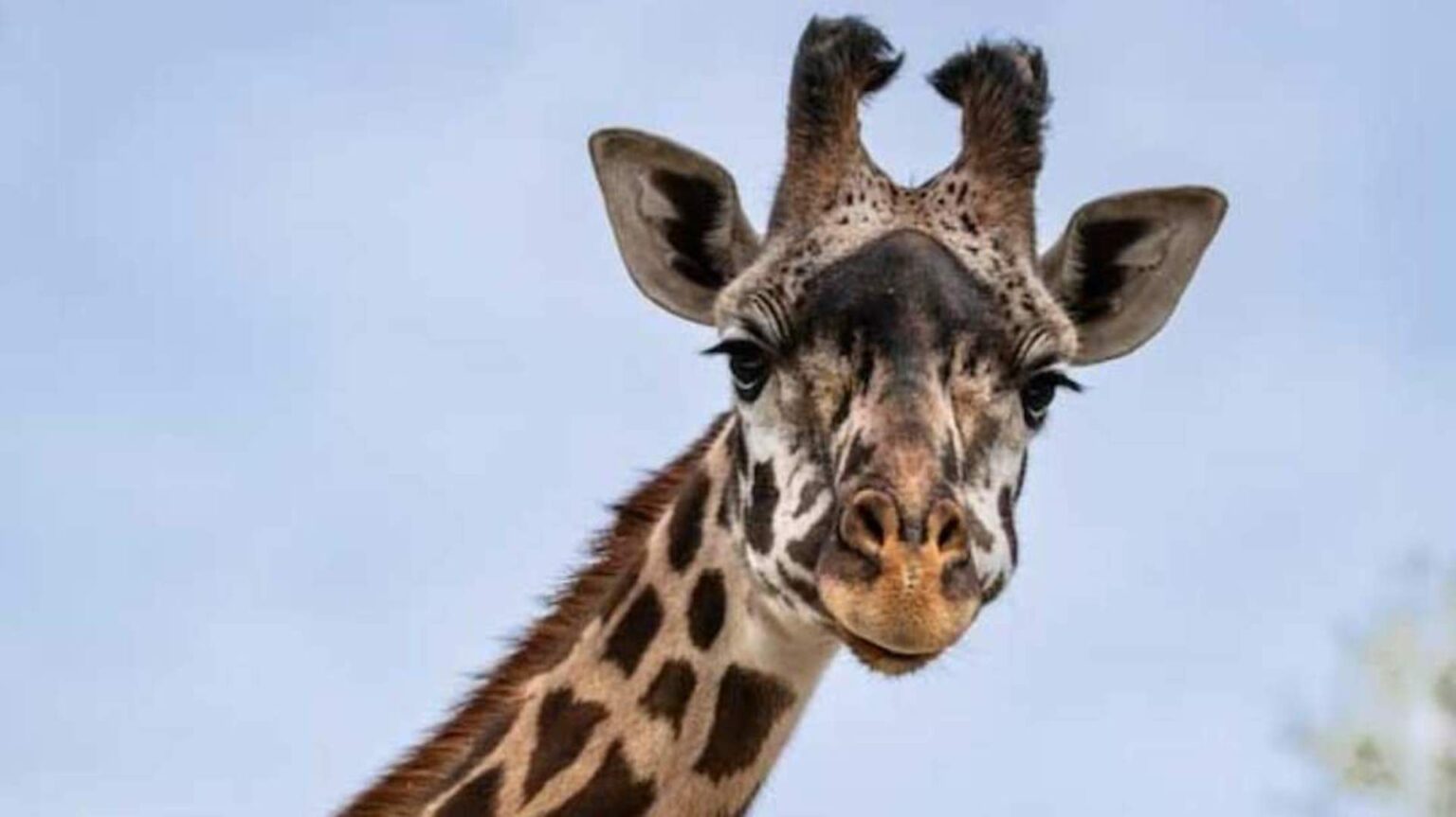 Taking Conservation to New Heights: 'Amani' Joins Calgary's Giraffe ...
