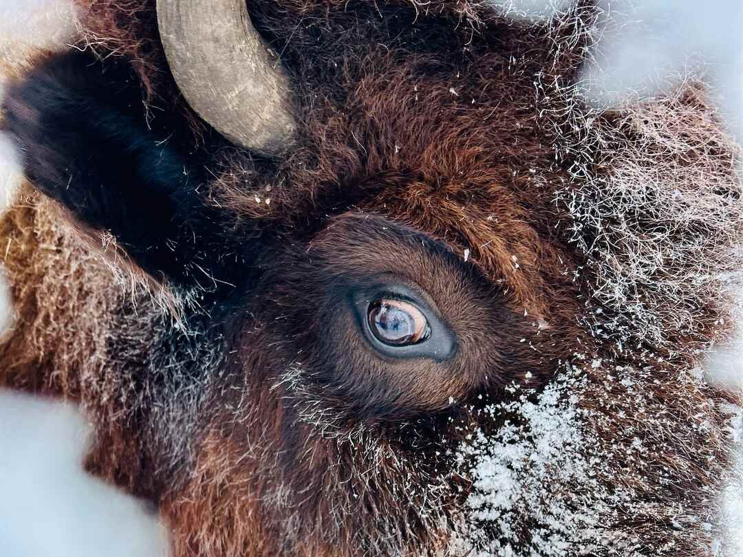 Wood Bison - Wilder Institute/Calgary Zoo