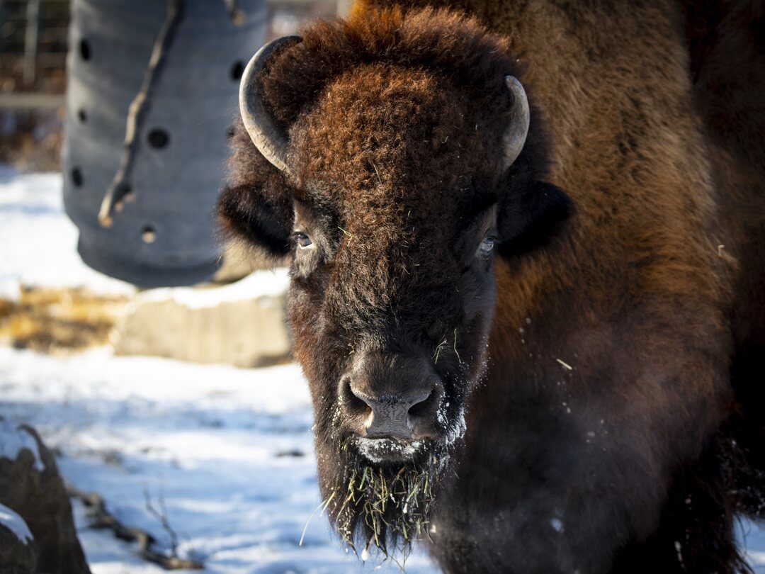 Wood Bison - Wilder Institute/Calgary Zoo