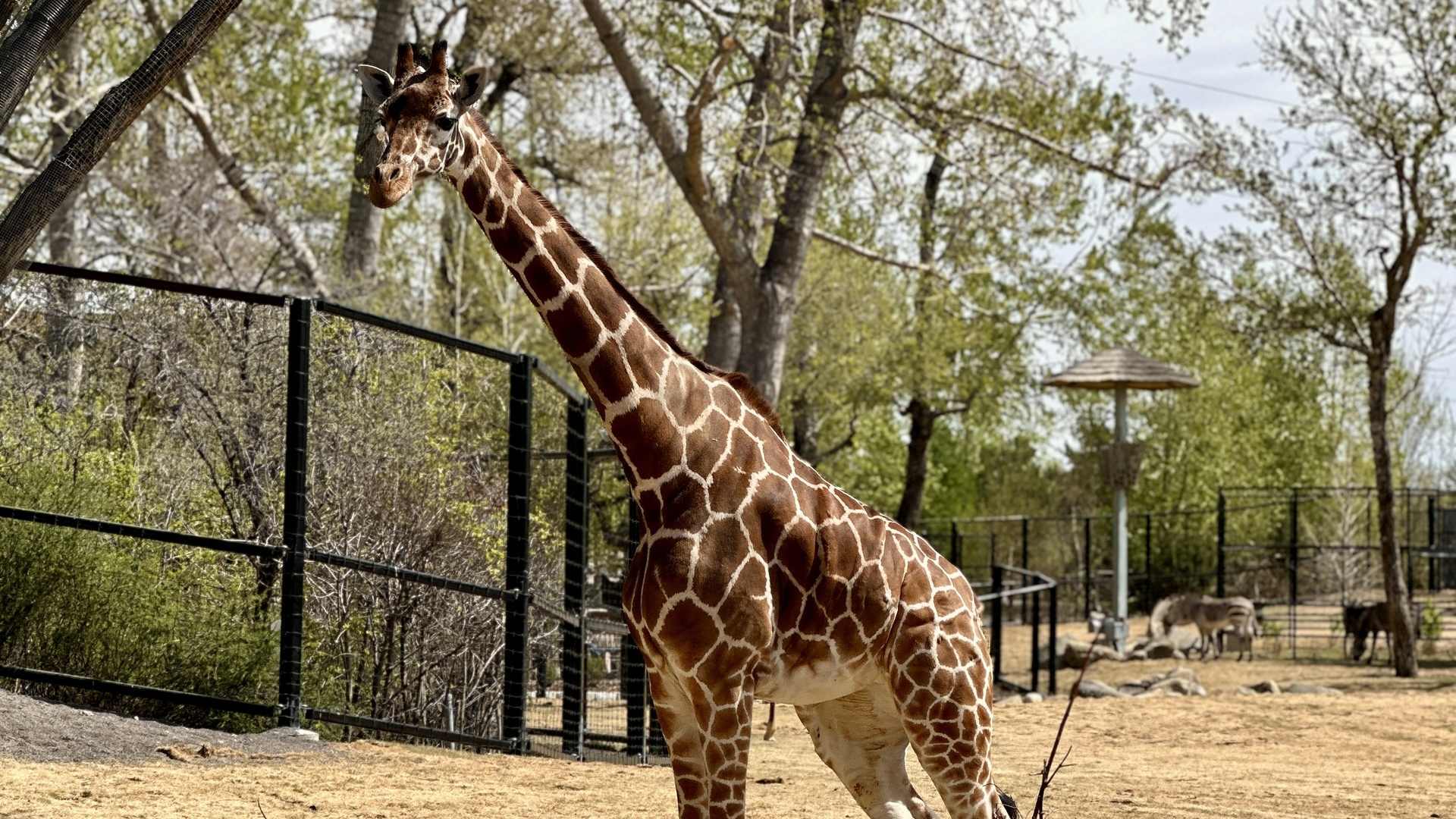 FOCUSED: Destination Africa - Wilder Institute/Calgary Zoo