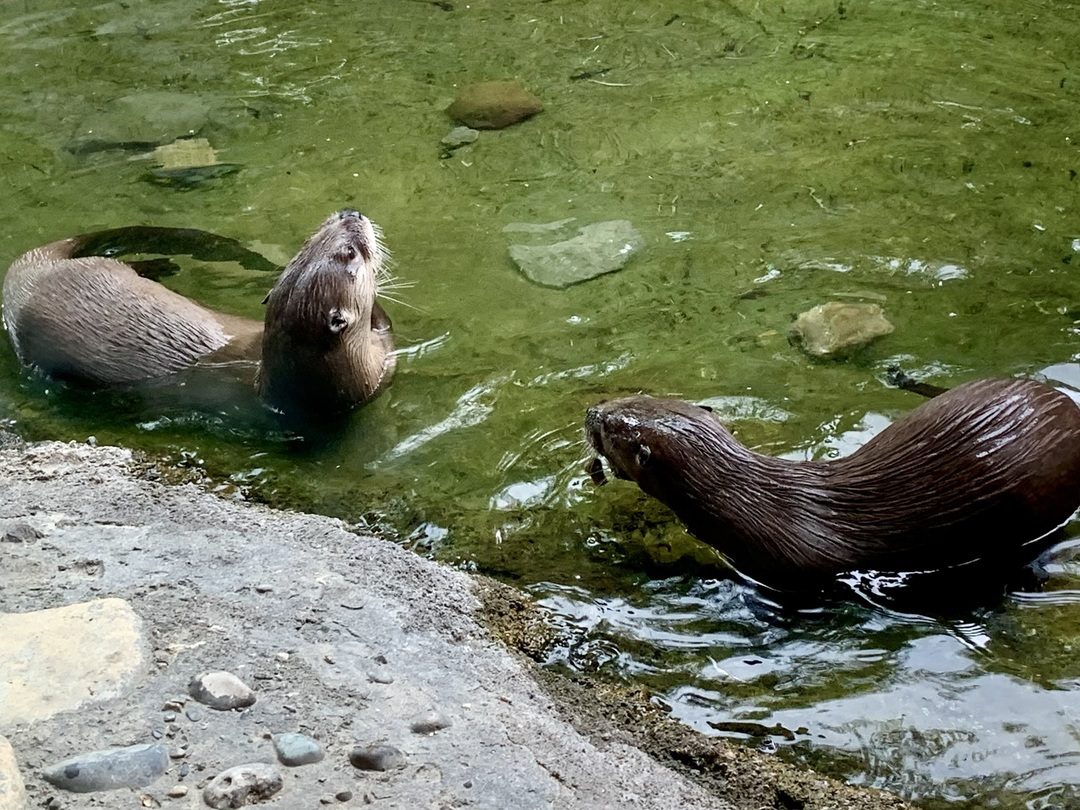 An Update on Our Otter Bevy - Wilder Institute/Calgary Zoo