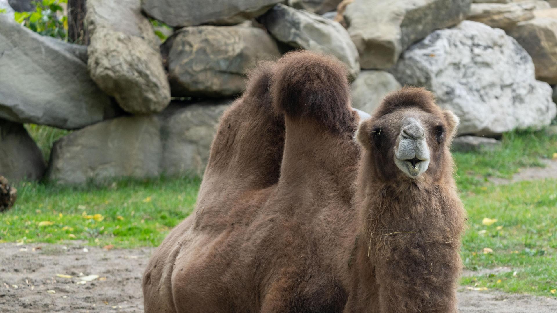 Bactrian Camels - Wilder Institute/Calgary Zoo